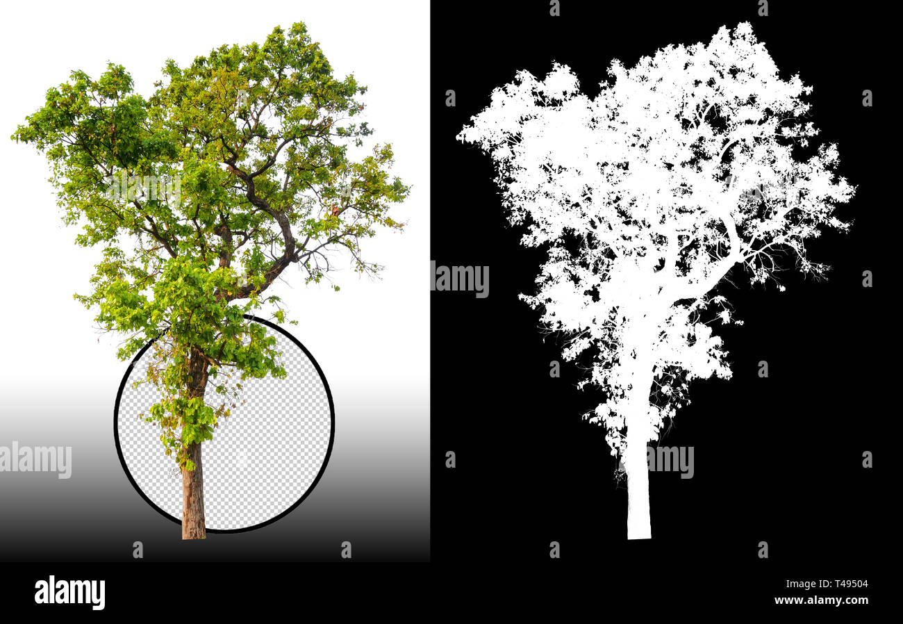 single tree with clipping path and alpha channel Stock Photo - Alamy