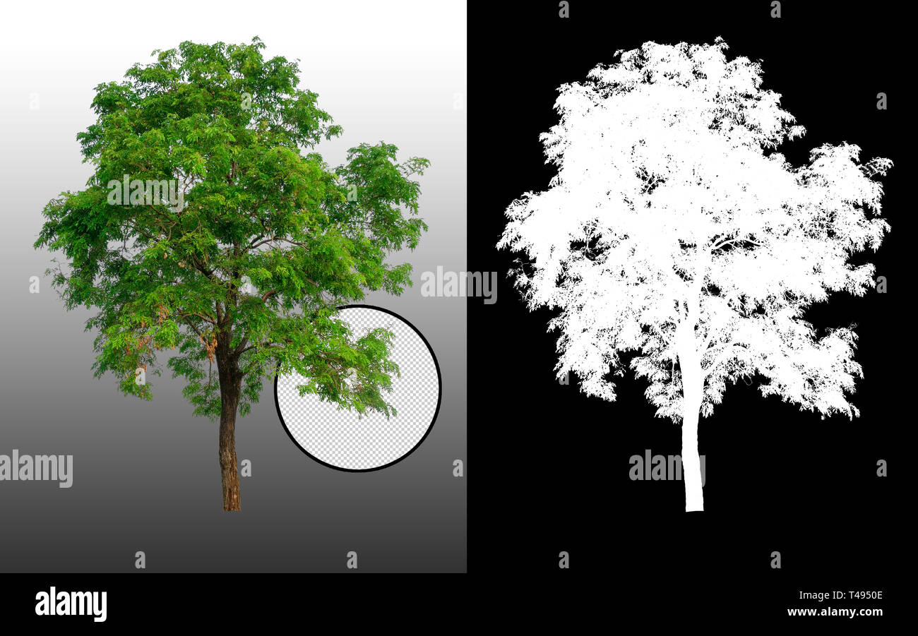 single tree with clipping path and alpha channel Stock Photo - Alamy