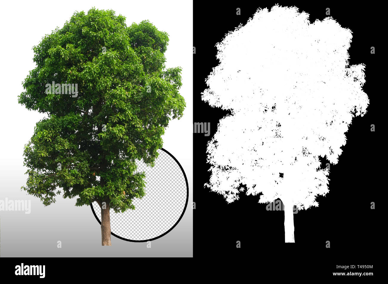 single tree with clipping path and alpha channel Stock Photo - Alamy