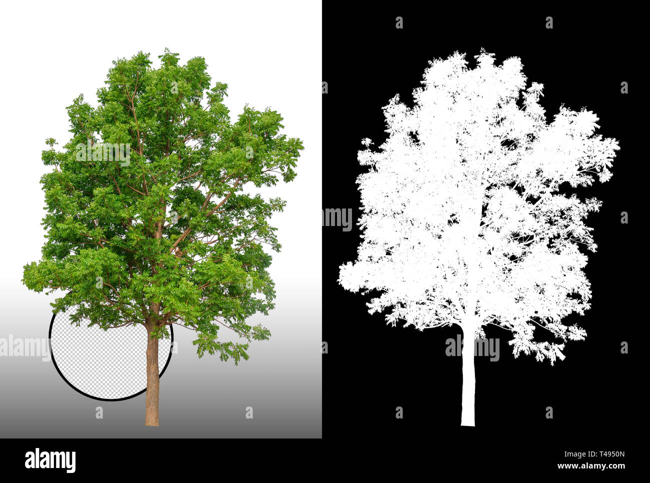 single tree with clipping path and alpha channel Stock Photo - Alamy
