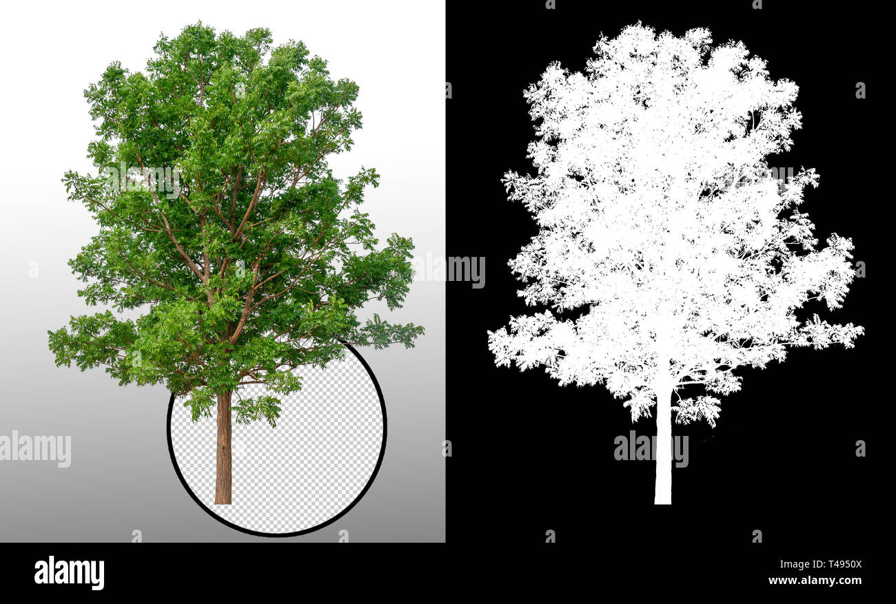 single tree with clipping path and alpha channel Stock Photo - Alamy