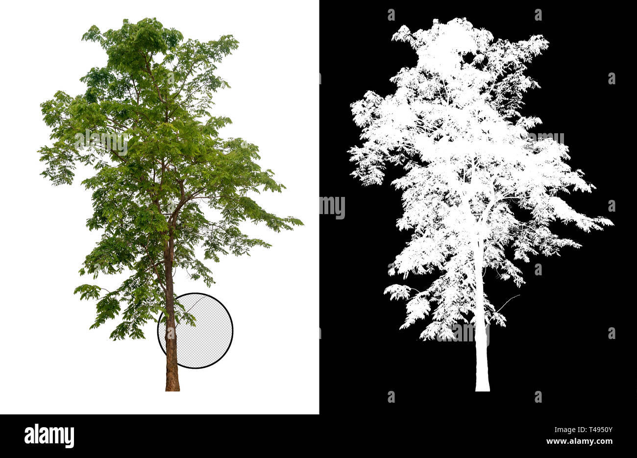 single tree with clipping path and alpha channel Stock Photo - Alamy
