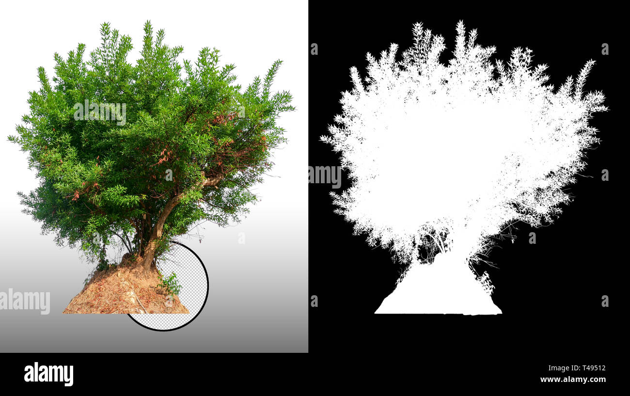 single tree with clipping path and alpha channel Stock Photo - Alamy