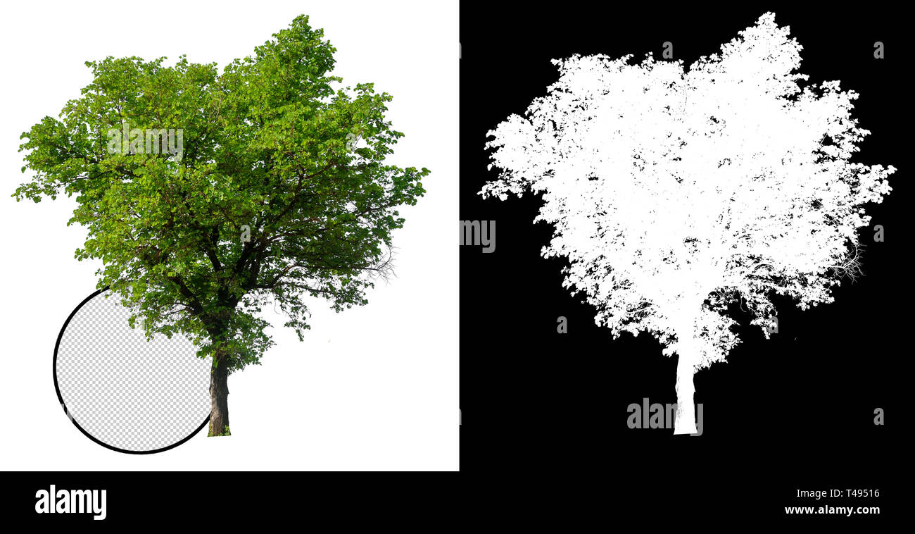 single tree with clipping path and alpha channel Stock Photo - Alamy