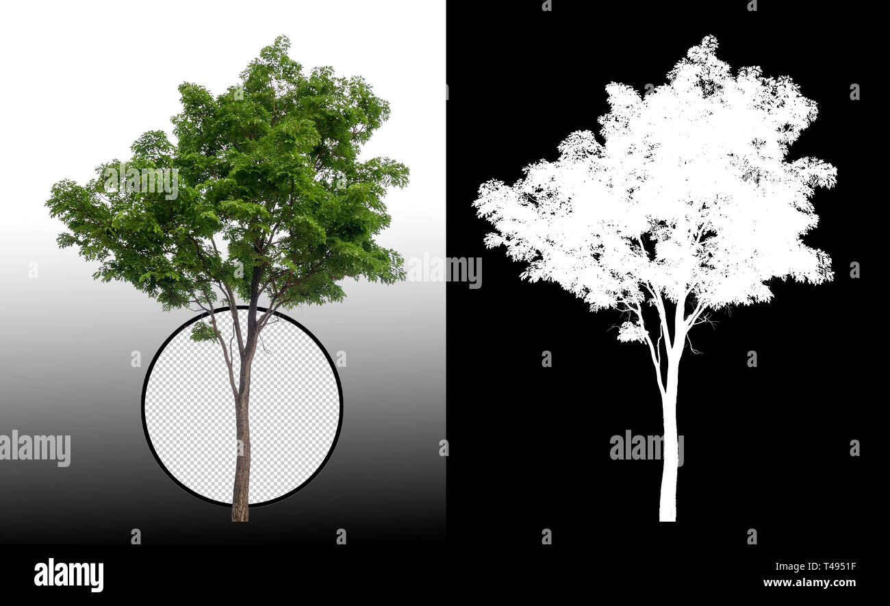 single tree with clipping path and alpha channel Stock Photo - Alamy