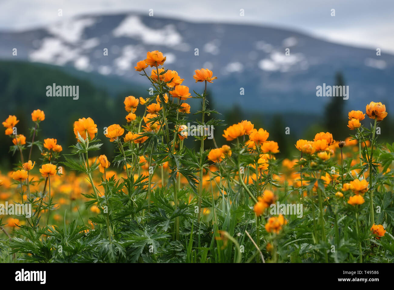 Amazing bright orange flowers of Trollius asiaticus on a green meadow ...