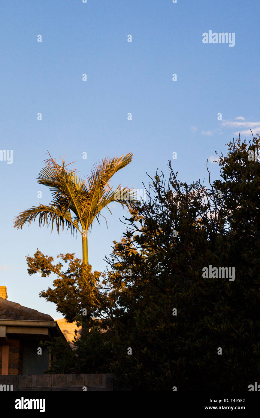 Two palm trees growing High Resolution Stock Photography and Images - Alamy