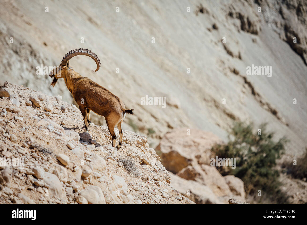 Rare and unique Nubian ibex also known as Capra nubiana in desert view ...