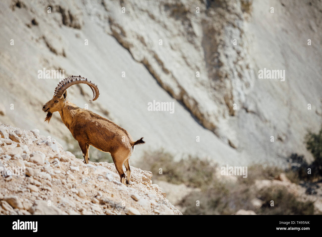 Rare and unique Nubian ibex also known as Capra nubiana in desert view ...