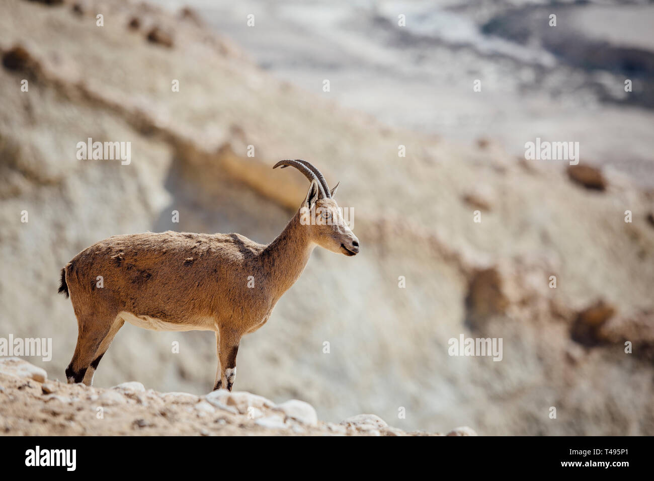 Rare and unique Nubian ibex also known as Capra nubiana in desert view ...