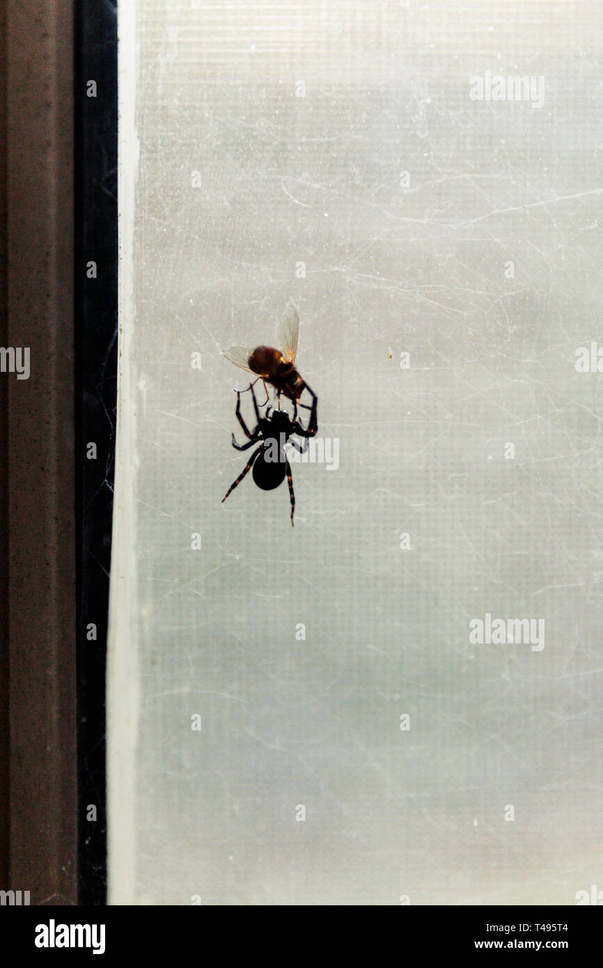 Black widow spider eating hi-res stock photography and images - Alamy