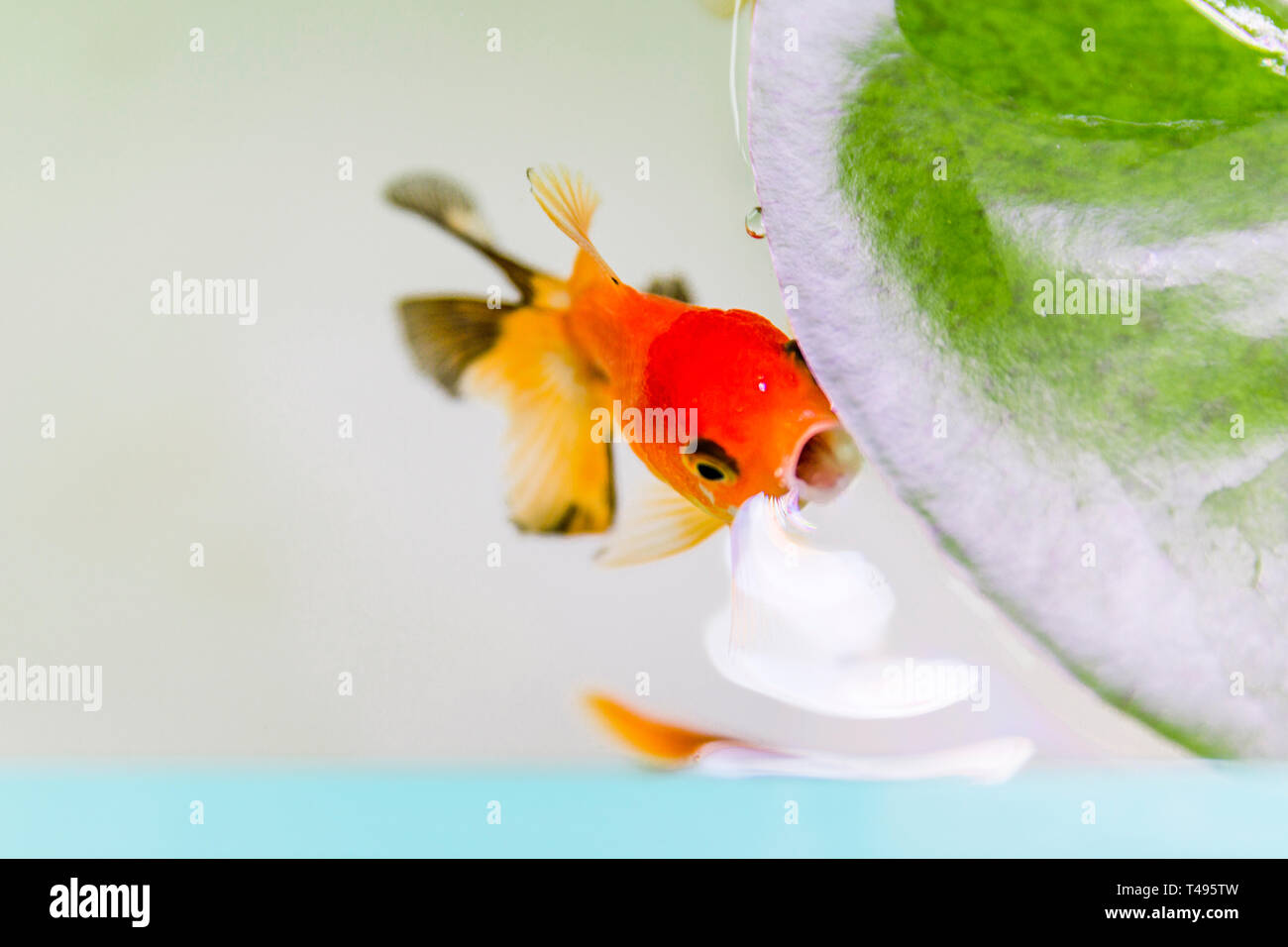 Orange Oranda fish surfacing in open fish tank Stock Photo - Alamy