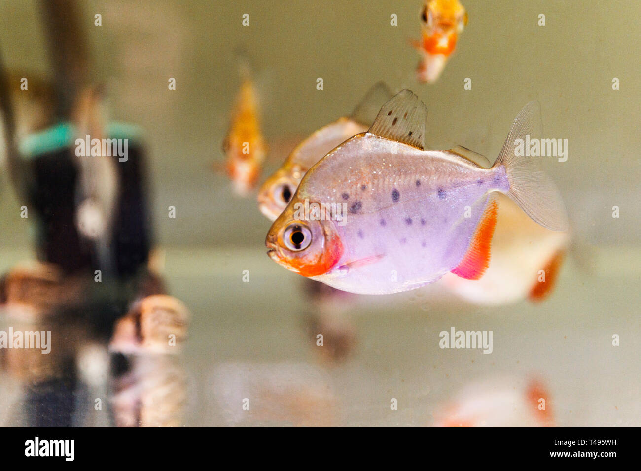 Metynnis High Resolution Stock Photography and Images - Alamy