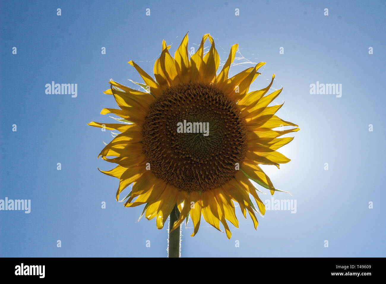Focused sunlight hi-res stock photography and images - Alamy