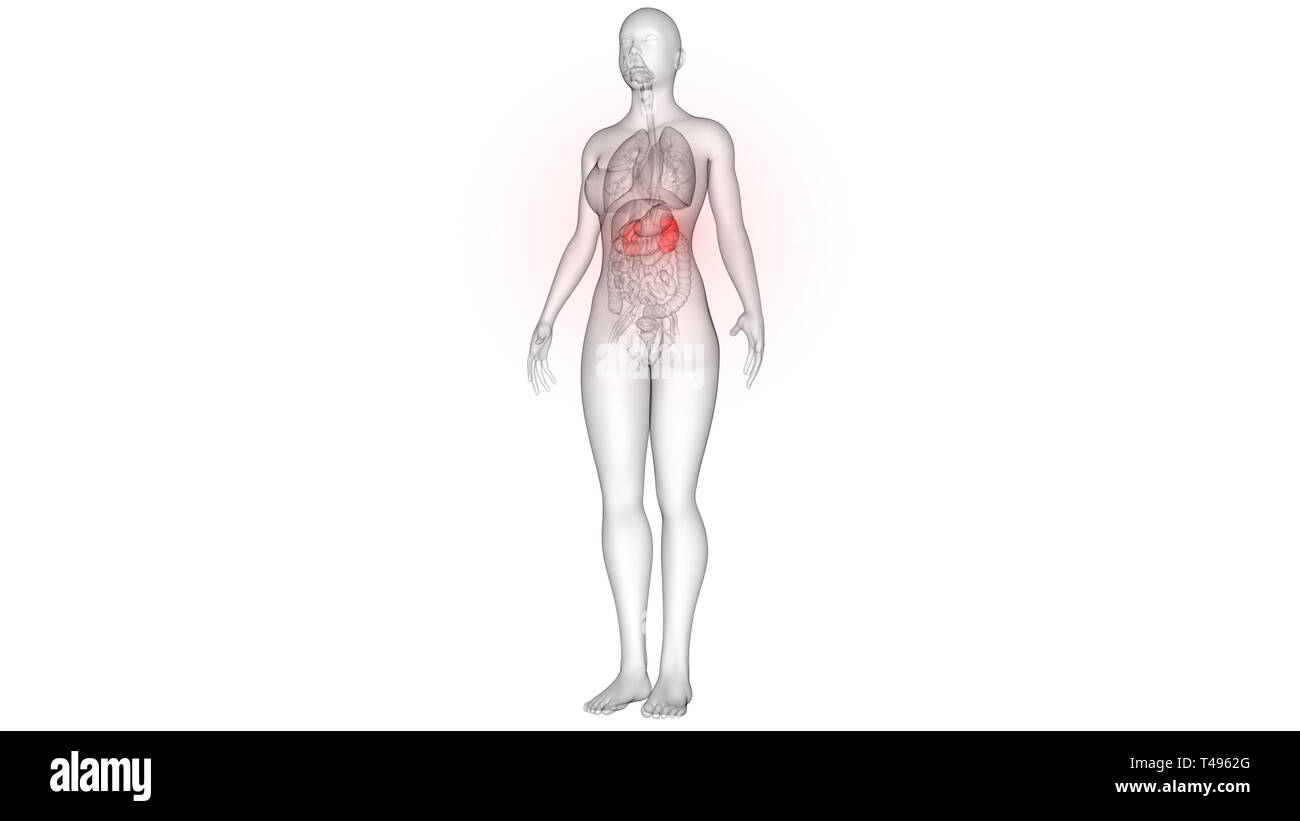 Female Urinary System Kidneys Anatomy Stock Photo - Alamy