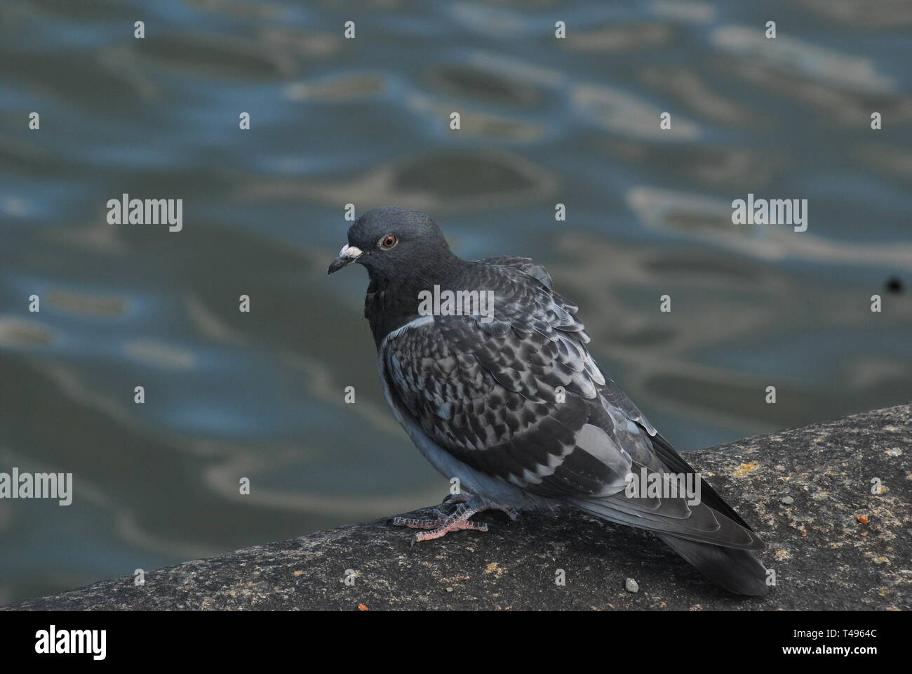Pigeon (columbidae), at edge of water, looking into the camera Stock ...