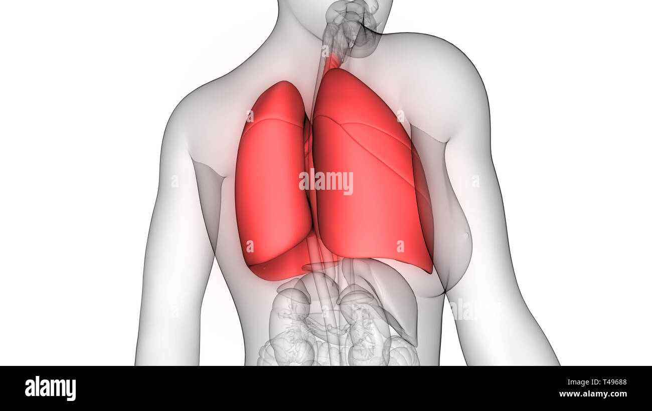 Female Internal Organs Respiratory System Lungs Anatomy Stock Photo - Alamy