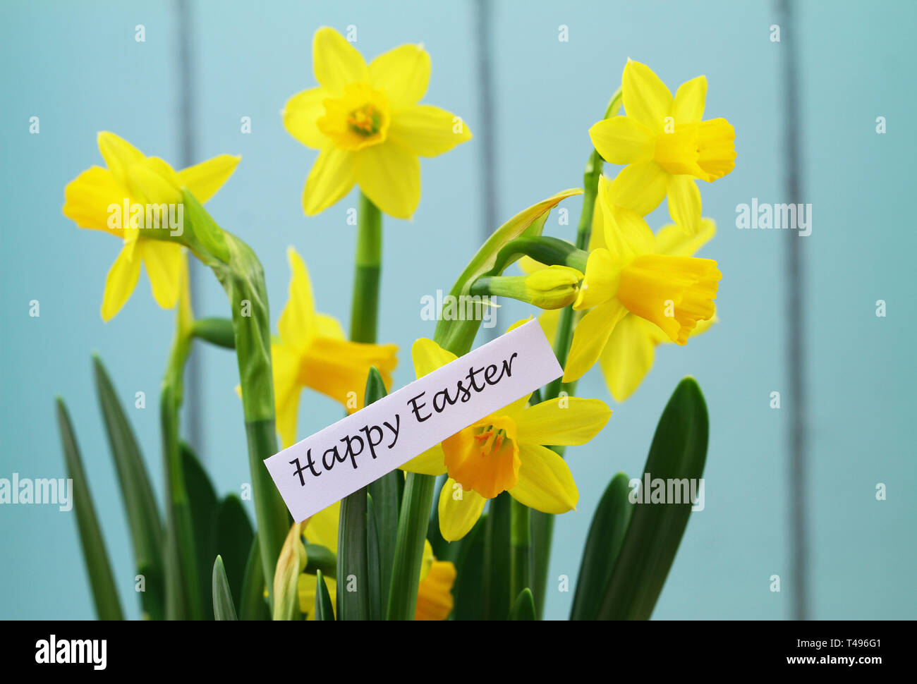 Happy Easter card with daffodil flowers Stock Photo - Alamy