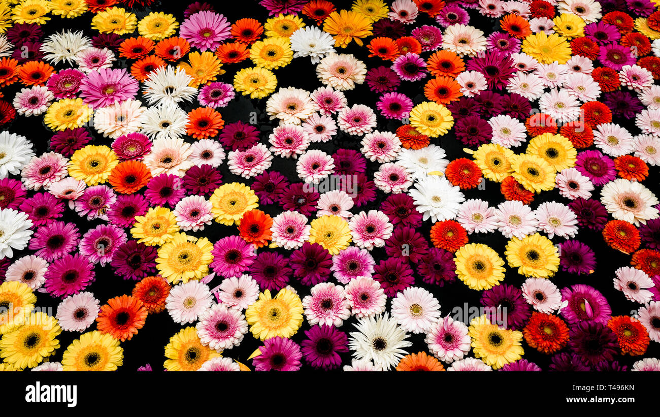 Dozens of beautiful colorful spring flowers and blossoms in a water ...