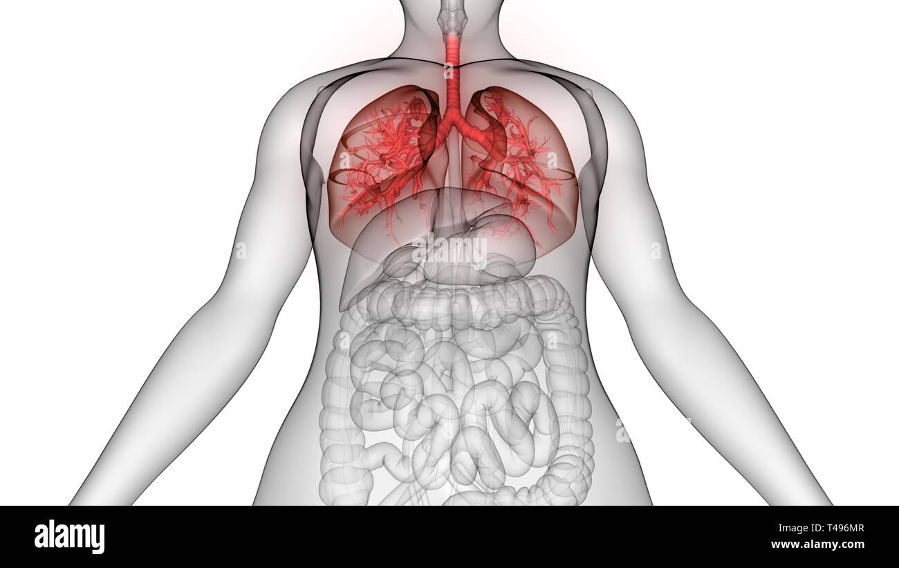Female Internal Organs Respiratory System Lungs Anatomy Stock Photo - Alamy