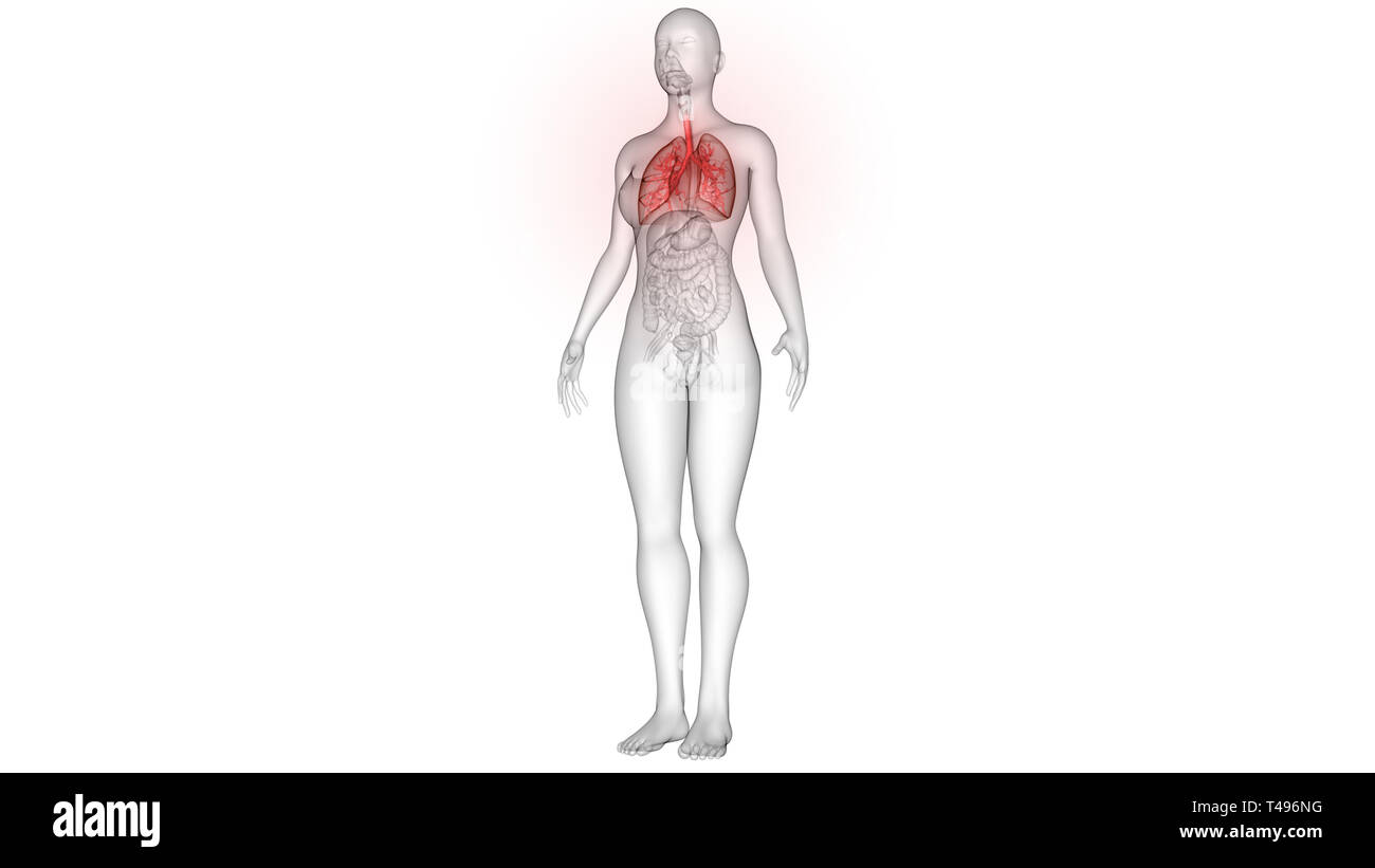 Female Internal Organs Respiratory System Lungs Anatomy Stock Photo - Alamy