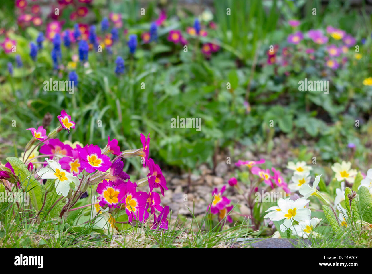 Spring flowers in a country garden Stock Photo - Alamy