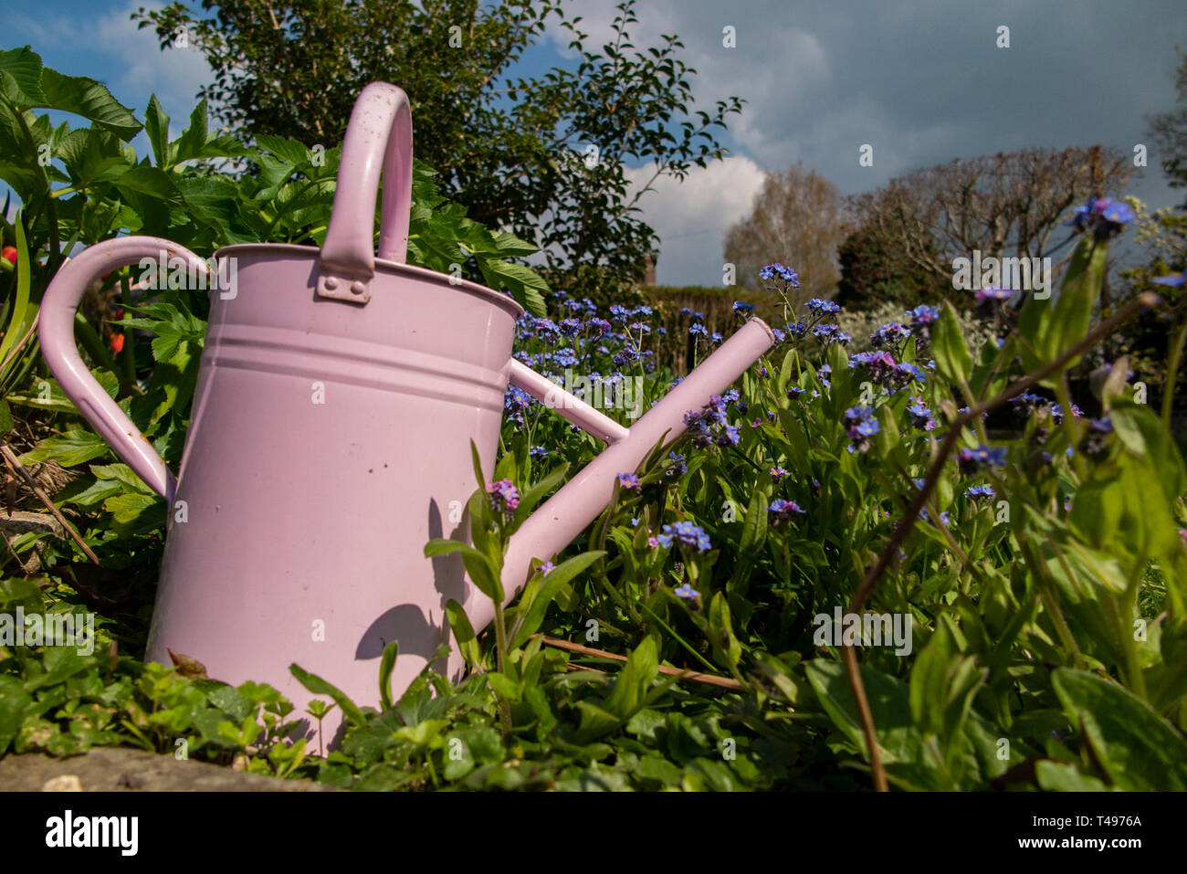 A pink watering can amongst spring flowers in a country garden Stock ...