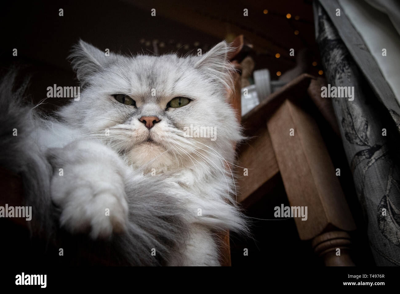 A long haired Persian cat looks to camera whilst relaxing Stock Photo ...