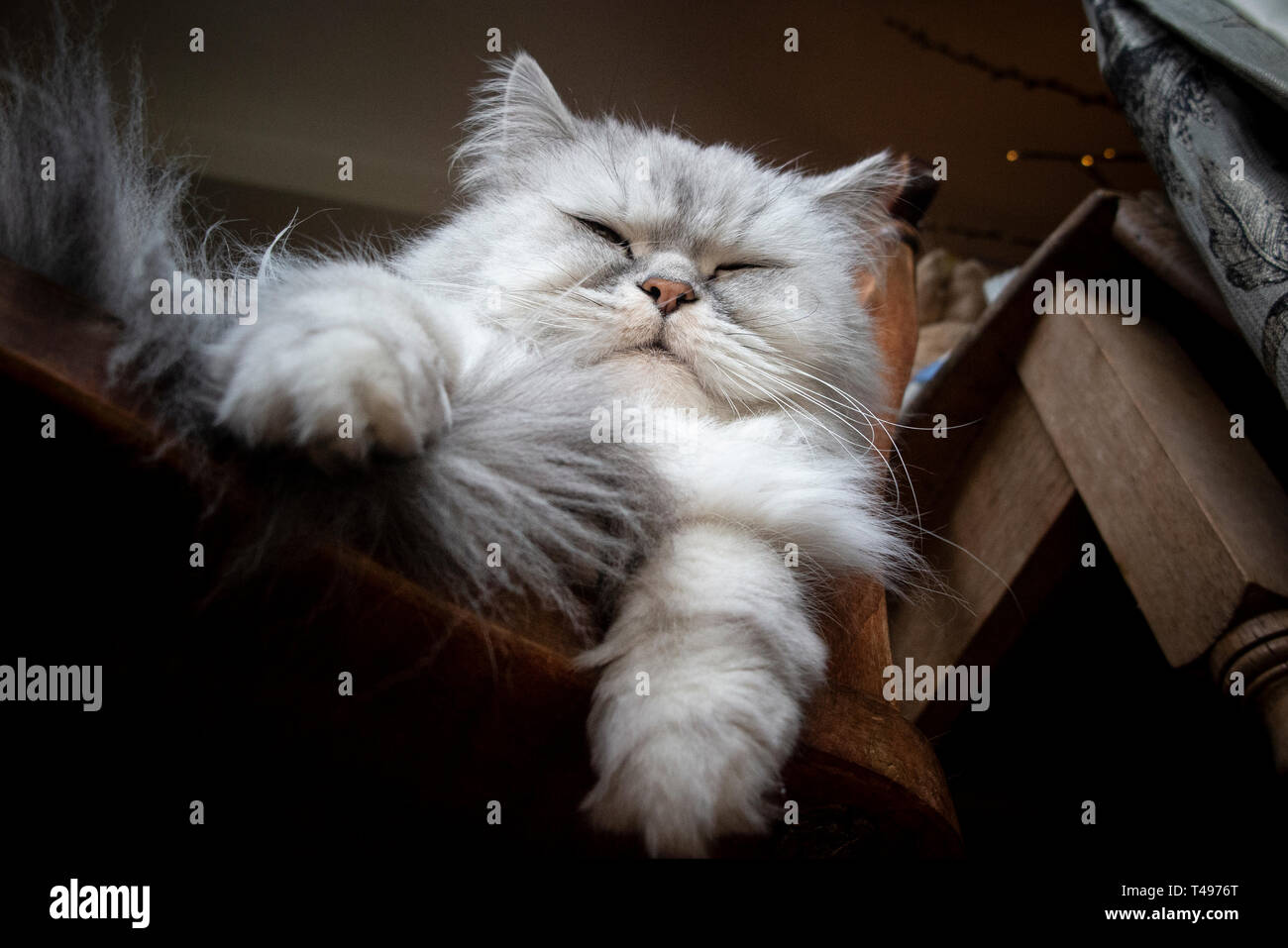 A long haired Persian cat looks to camera whilst relaxing Stock Photo ...