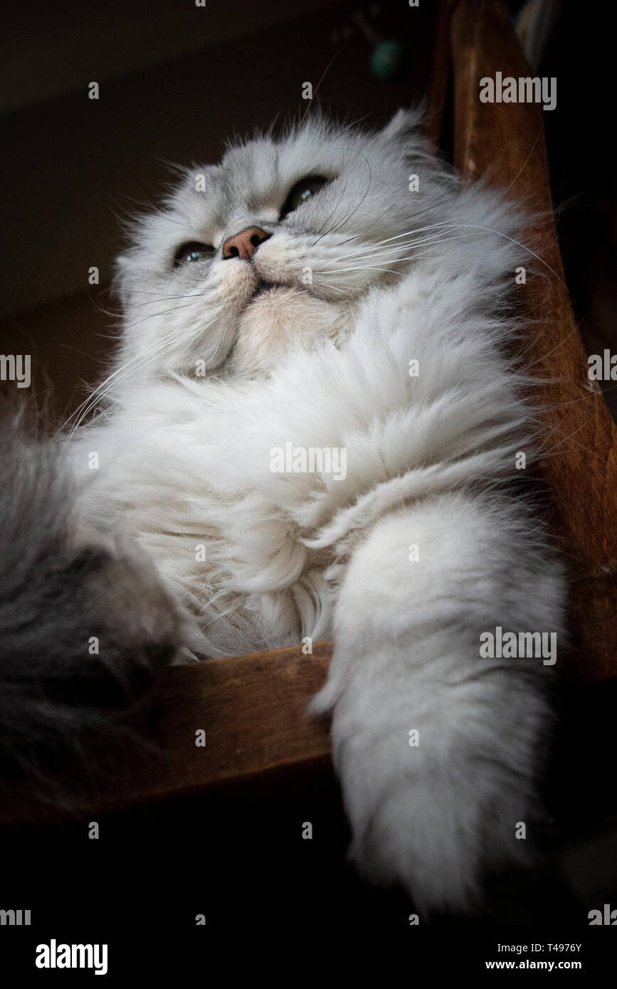 A long haired Persian cat looks to camera whilst relaxing Stock Photo ...