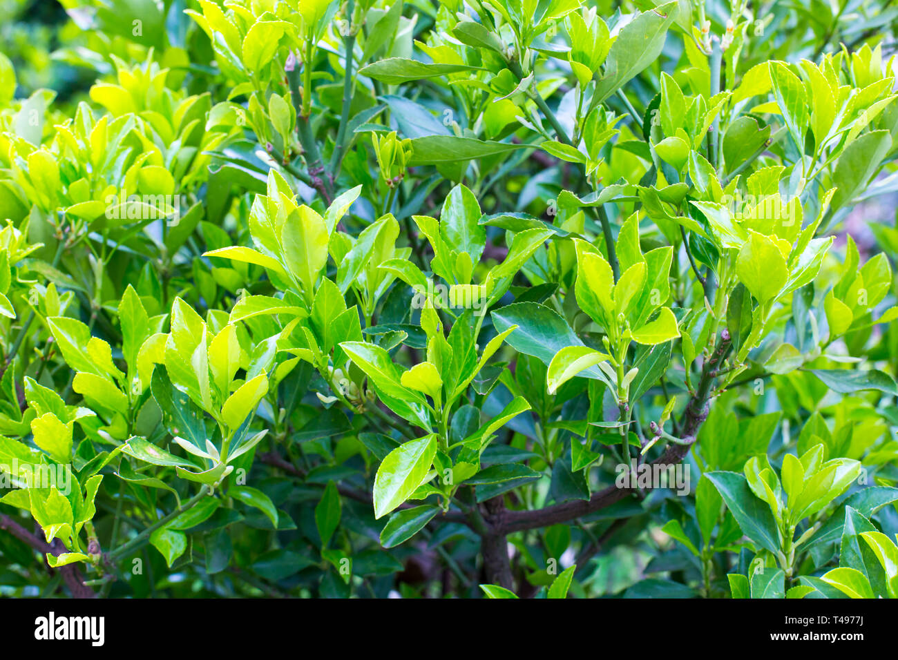 Light colored leaf patterns hi-res stock photography and images - Alamy