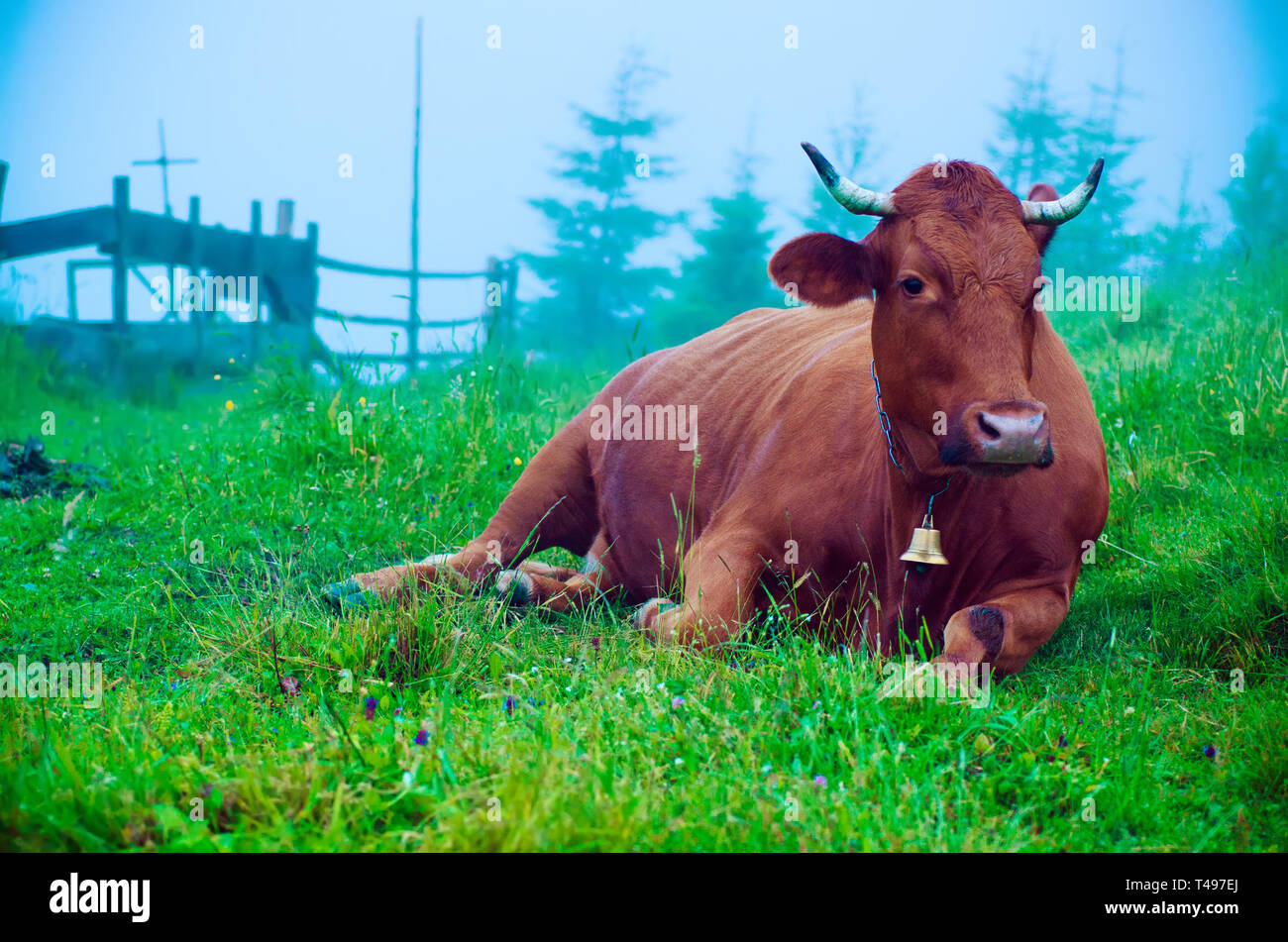 Dairy cow lying at green mountain meadow Stock Photo - Alamy