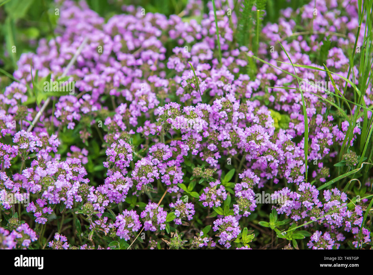 Thymus , thyme - healing herb and condiment growing in nature, natural ...