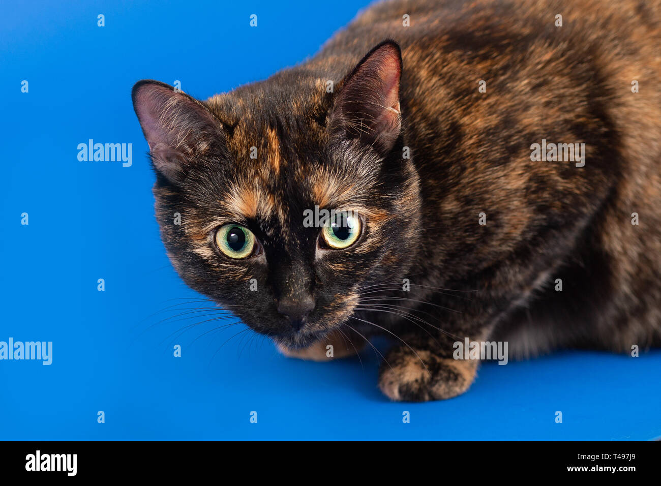 Black and red tortoiseshell cat on a blue background. Two-colored cat ...