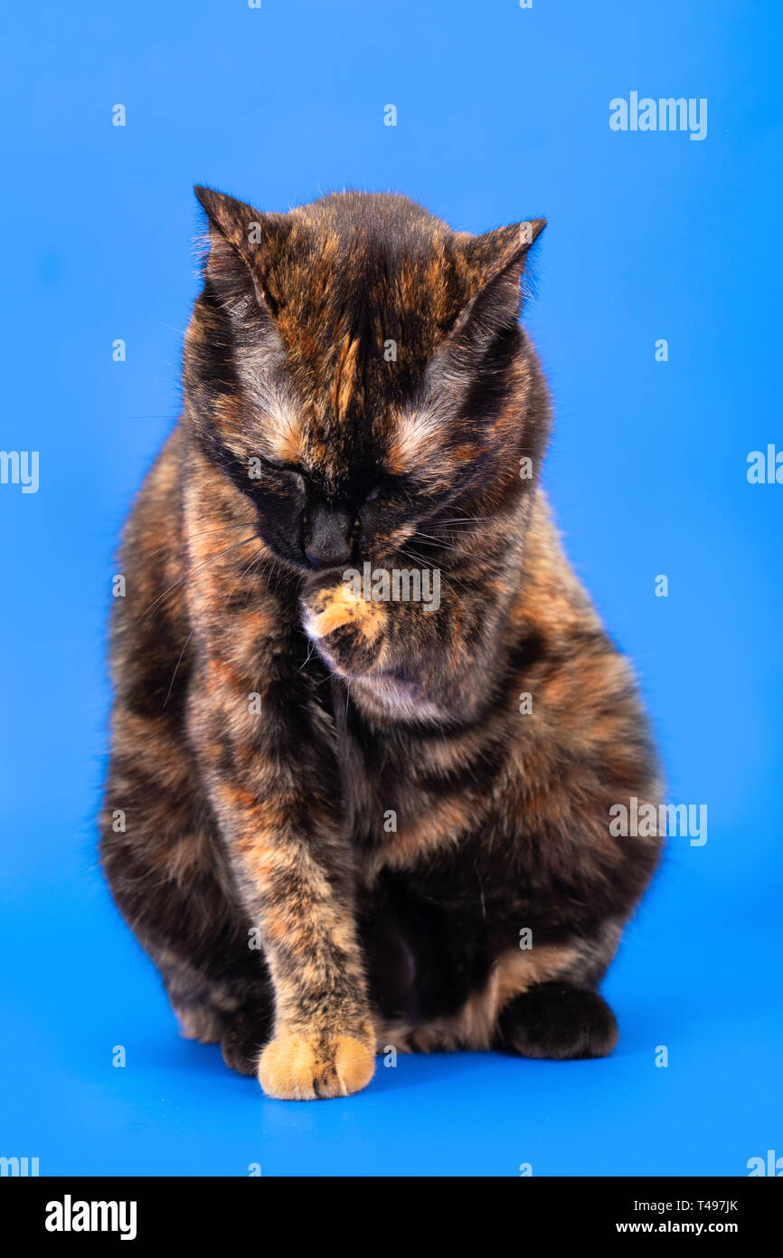 Black Tortoiseshell Cat With Blue Eyes