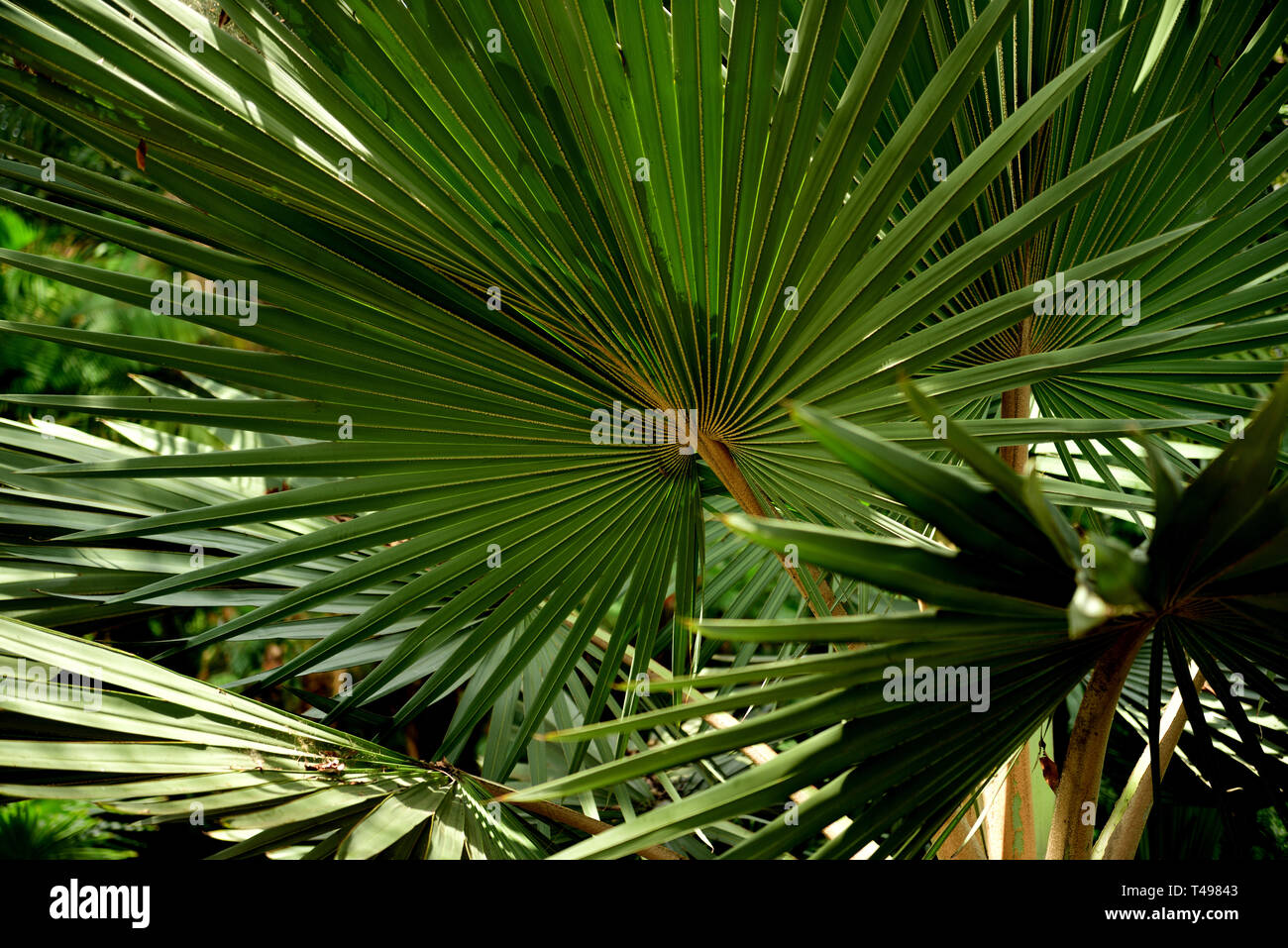 Natural abstract patterns in nature, fan shaped tropical palm leaves in ...
