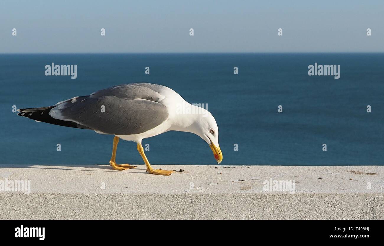 Macro of a seagull eating bread in front of the ocean Stock Photo - Alamy