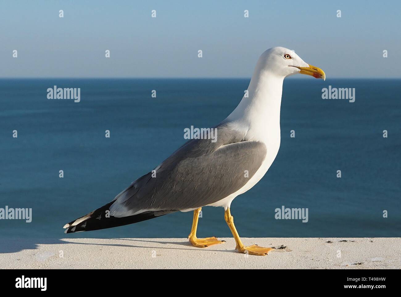 Closeup of an adult seagull in front of blue ocean Stock Photo - Alamy