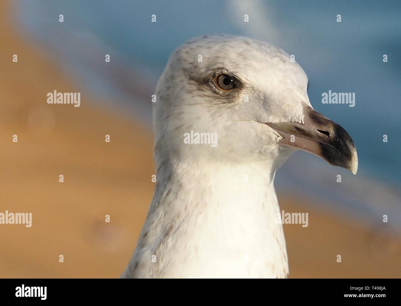 Portrait of a seagull with beautiful eyes Stock Photo - Alamy