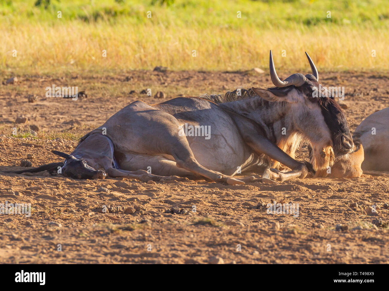 Wildebeest birth hi-res stock photography and images - Alamy