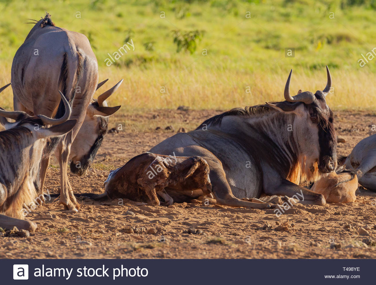 Birth Sac High Resolution Stock Photography and Images - Alamy
