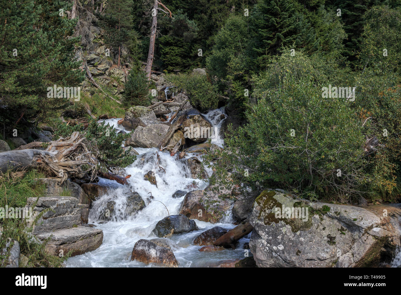 Closeup view of river scenes in forest, national park Dombay, Caucasus ...