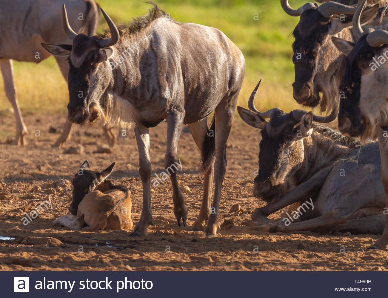 Baby Wildebeest Stock Photos & Baby Wildebeest Stock Images - Alamy