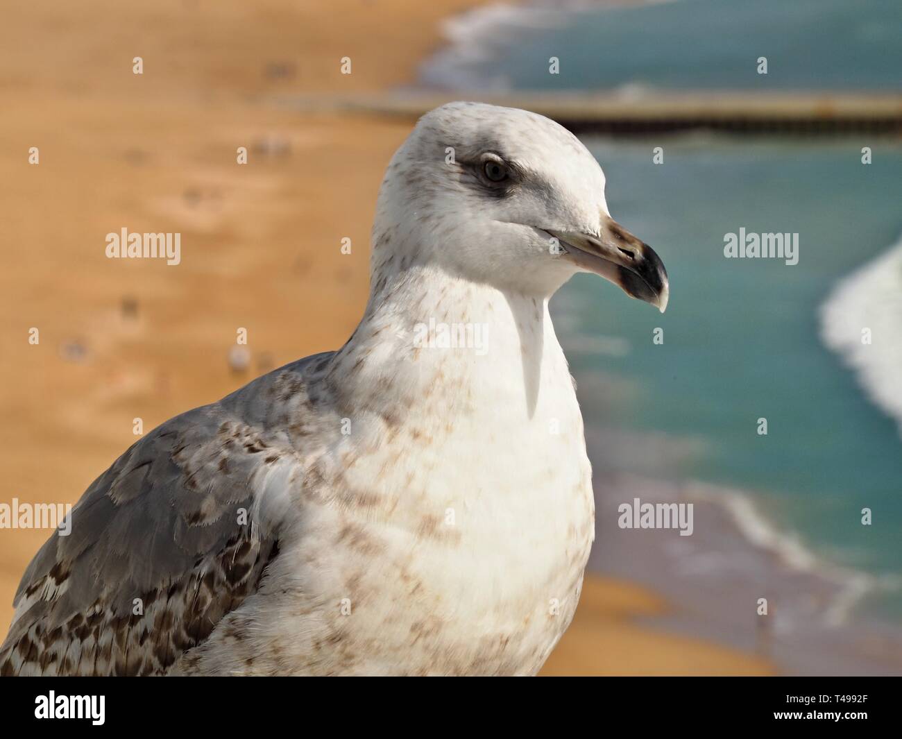 Portrait of a seagull with beautiful eyes Stock Photo - Alamy