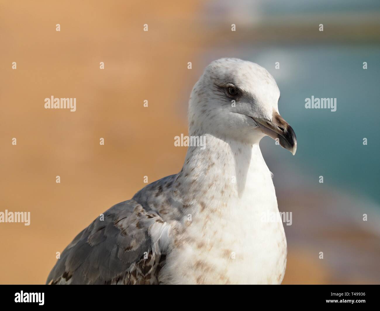 Portrait of a seagull with beautiful eyes Stock Photo - Alamy