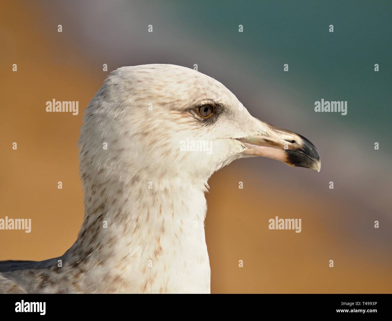 Portrait of a seagull with beautiful eyes Stock Photo - Alamy