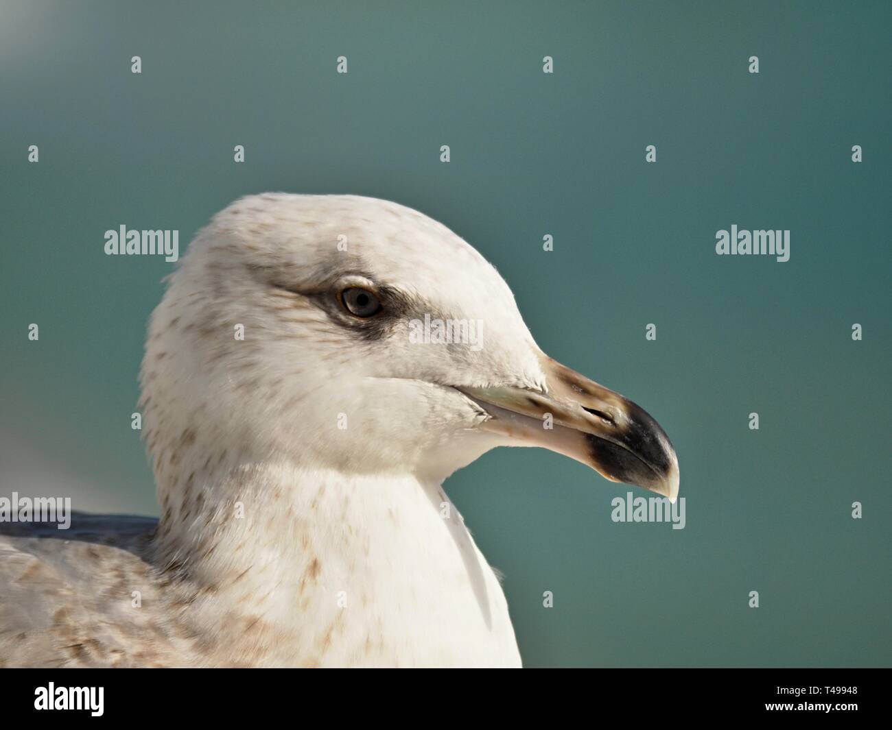 Seagull eyes hi-res stock photography and images - Alamy