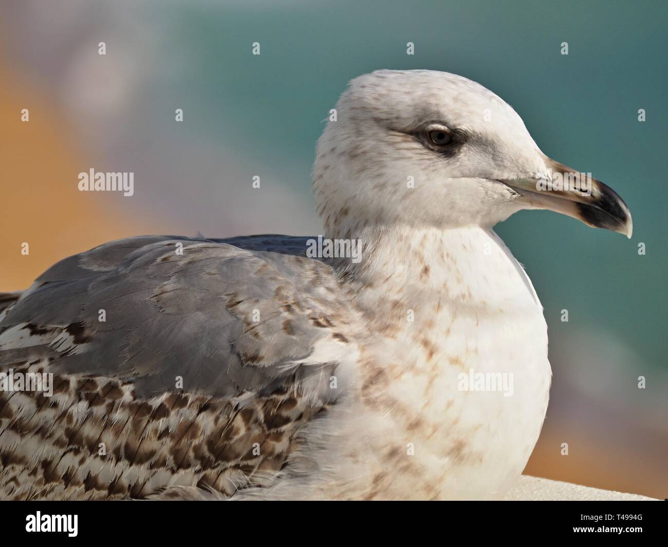 Seagull eyes hi-res stock photography and images - Alamy
