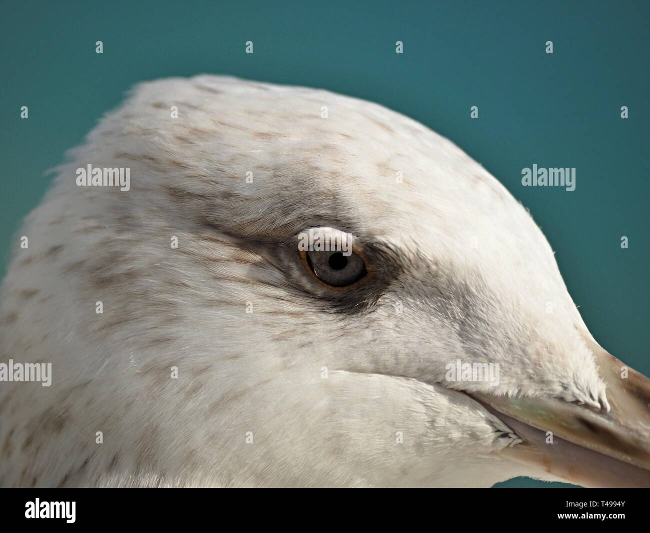 Portrait of a seagull with beautiful eyes Stock Photo - Alamy