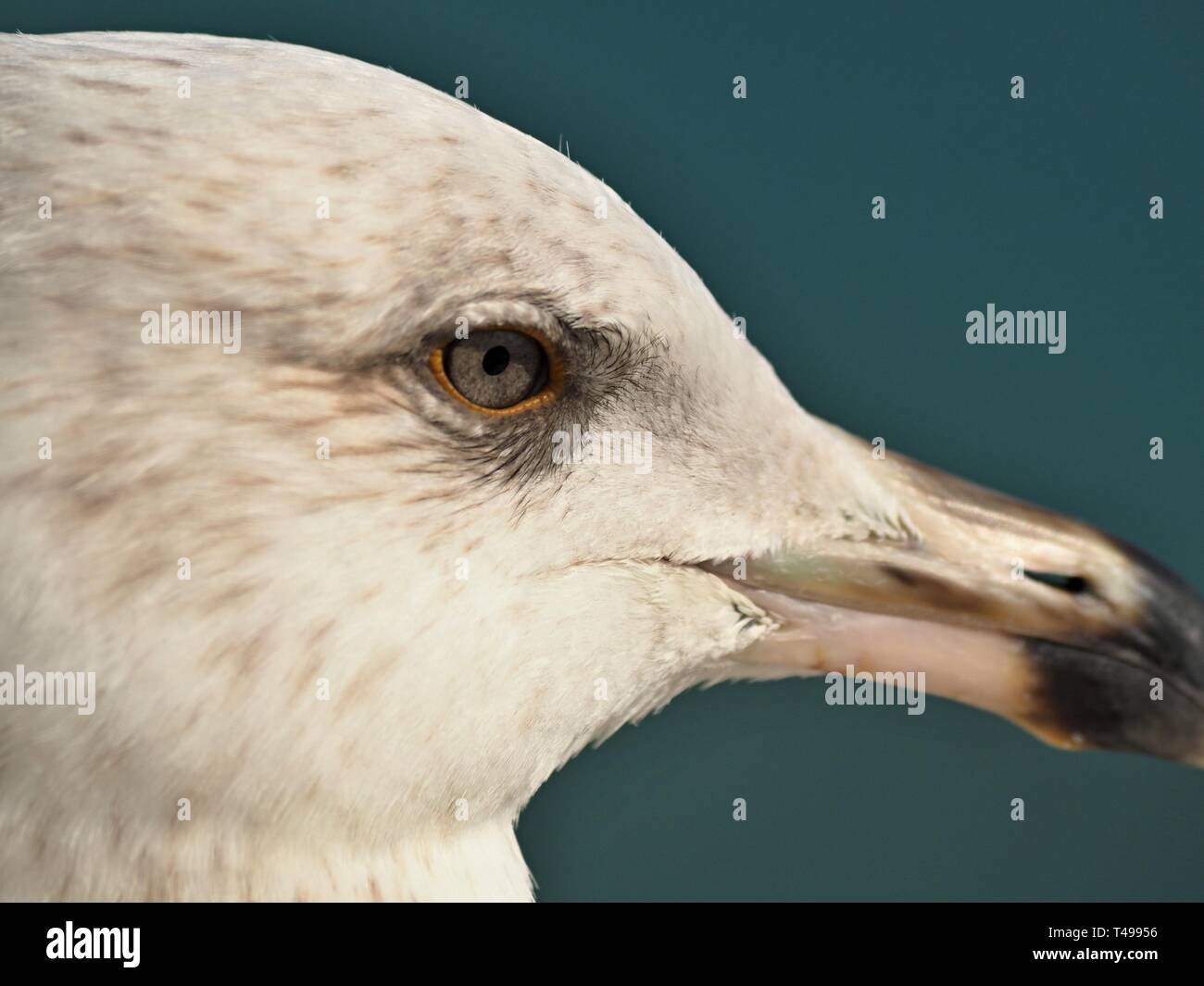 Portrait of a seagull with beautiful eyes Stock Photo - Alamy